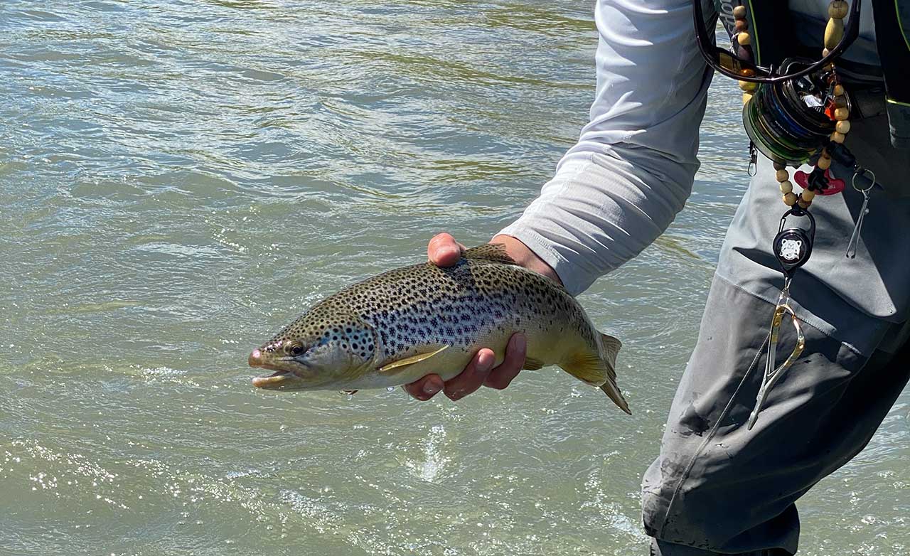 Best Trout Streams of Alberta: An Angler's Paradise