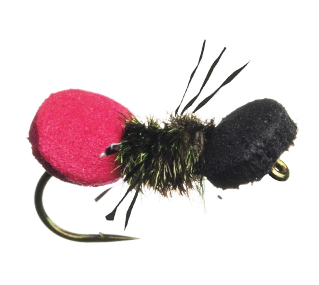 Steves Cow Killer Ant | RiverPeopleGuides